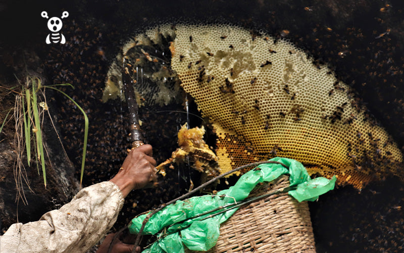 Understanding Hallucinogenic Honey Effects - A Safety Guide